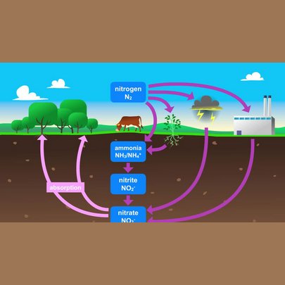 Nitrogen Cycle animated diagram by Dave Cockburn - on Twine.
